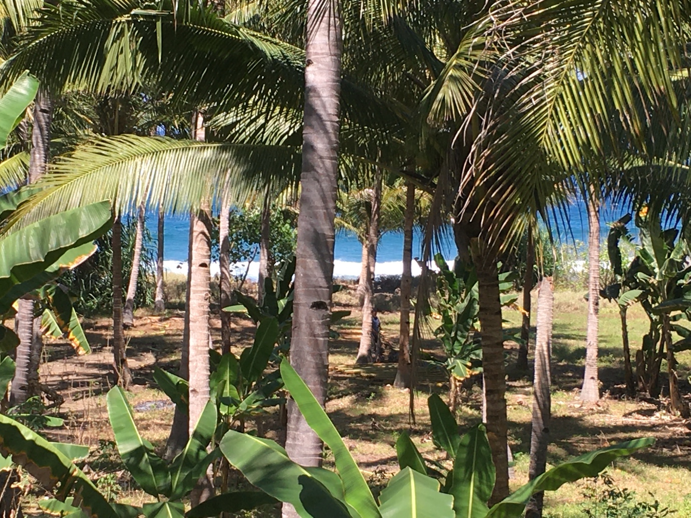 Sustainable Coconut Partnership (SCP) launches Coconut Assurance System.